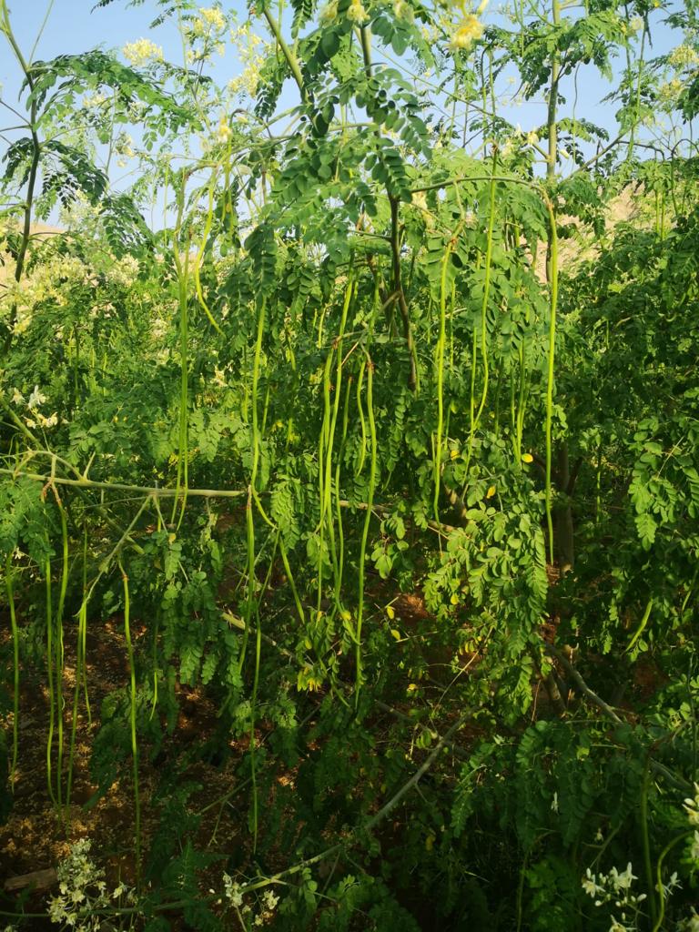 Fresh Farm Produce | UAE | RAK